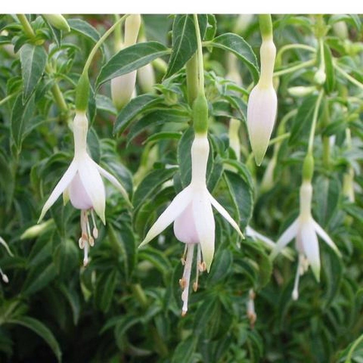 Moyenne (25 - 90 cm), Fuchsia magellanica 'Molinae' C3 litres | Schilliger