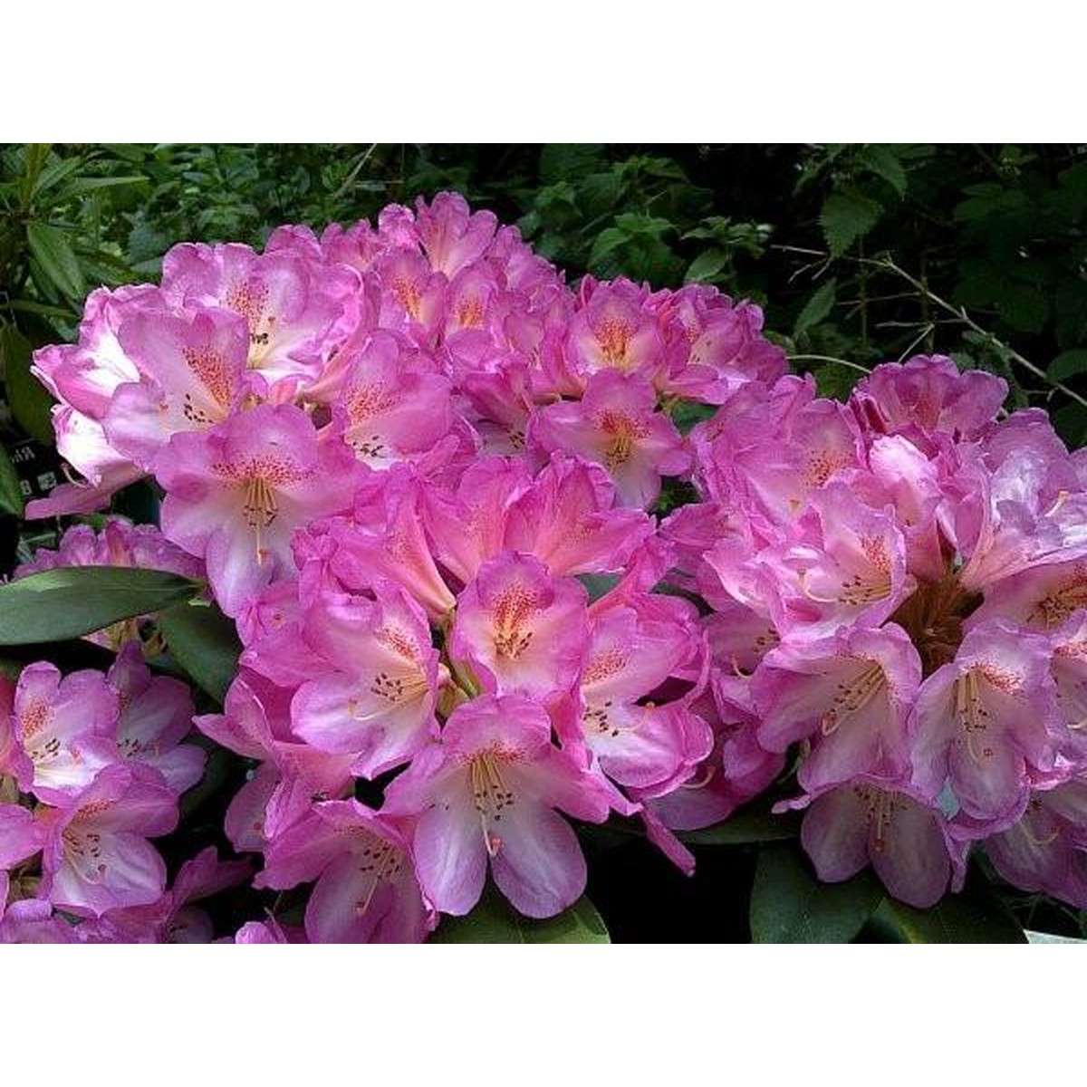 Rhododendrons, Rhododendron 'Eucharitis' C25 100/+ | Schilliger