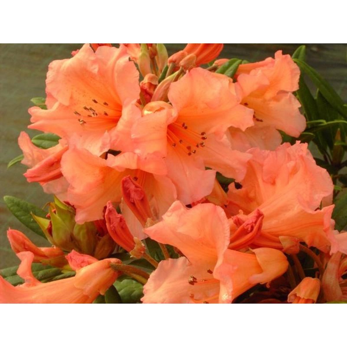 Rhododendrons, Rhododendron 'Tortoiseshell orange' C45 120/+ | Schilliger