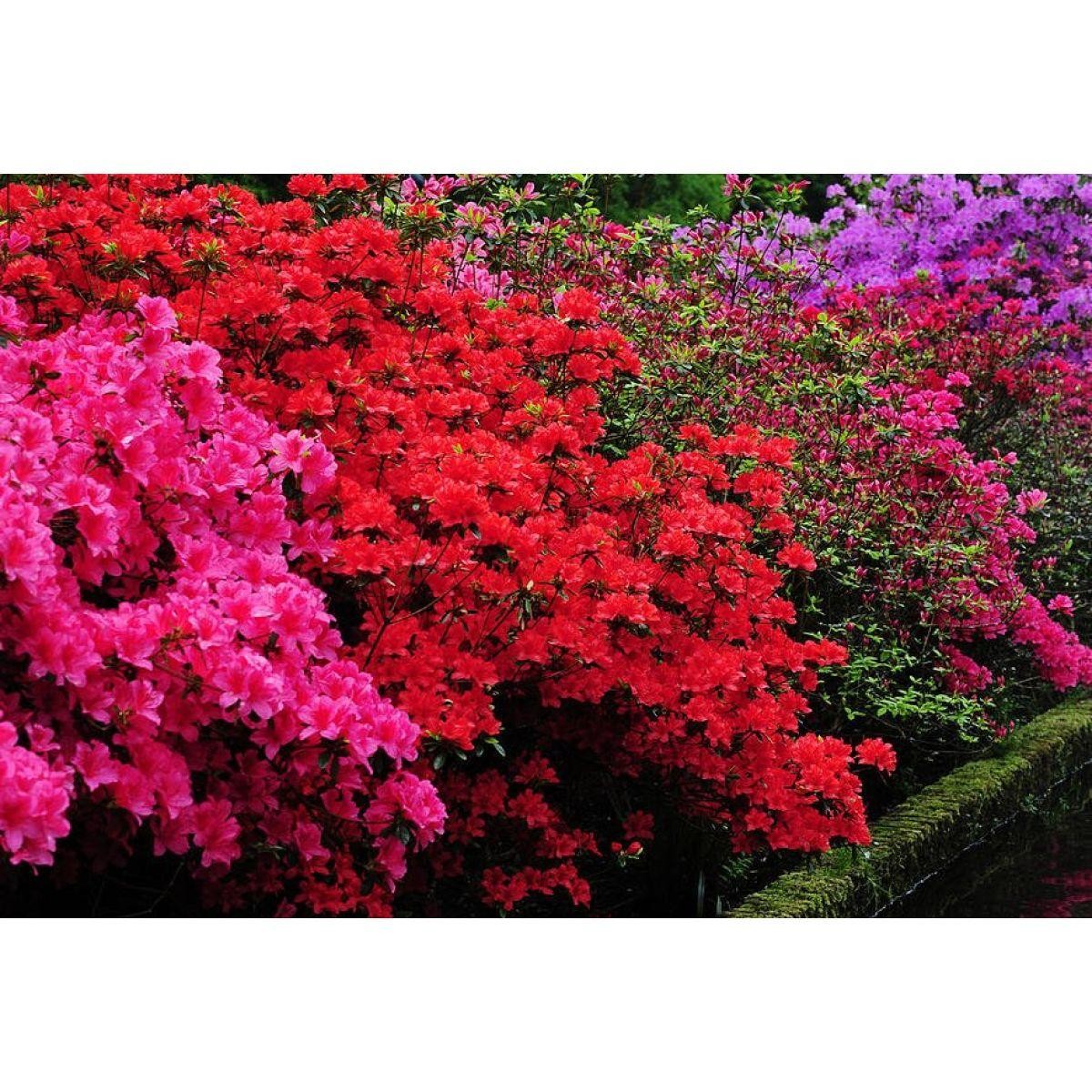Azalées, Azalea japonica 'Evergreen' Cascade 40 cm | Schilliger