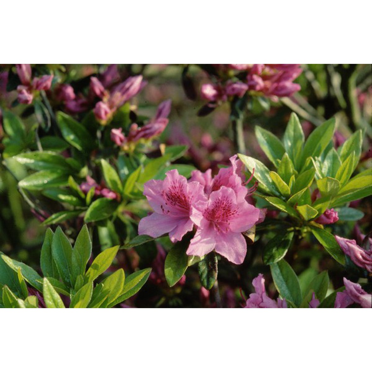 Azalées, Azalea japonica 'Herbert' C3 30/40 | Schilliger