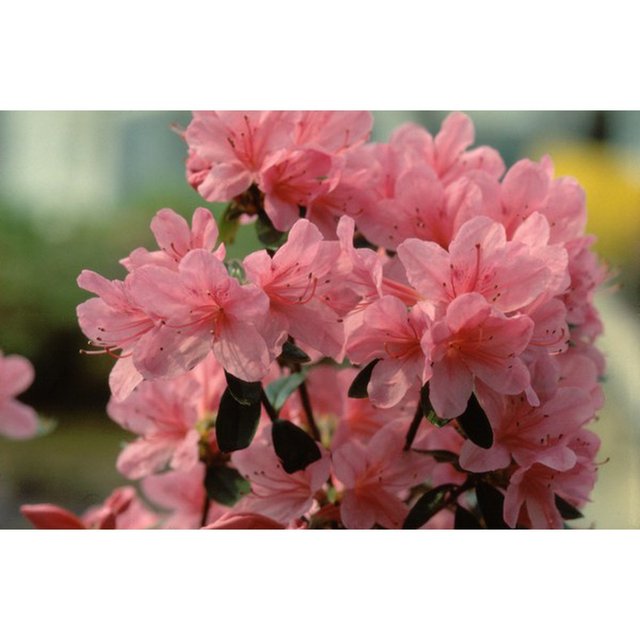 Azalées, Azalea japonica 'Madame Van Hecke' C10 50/60 | Schilliger