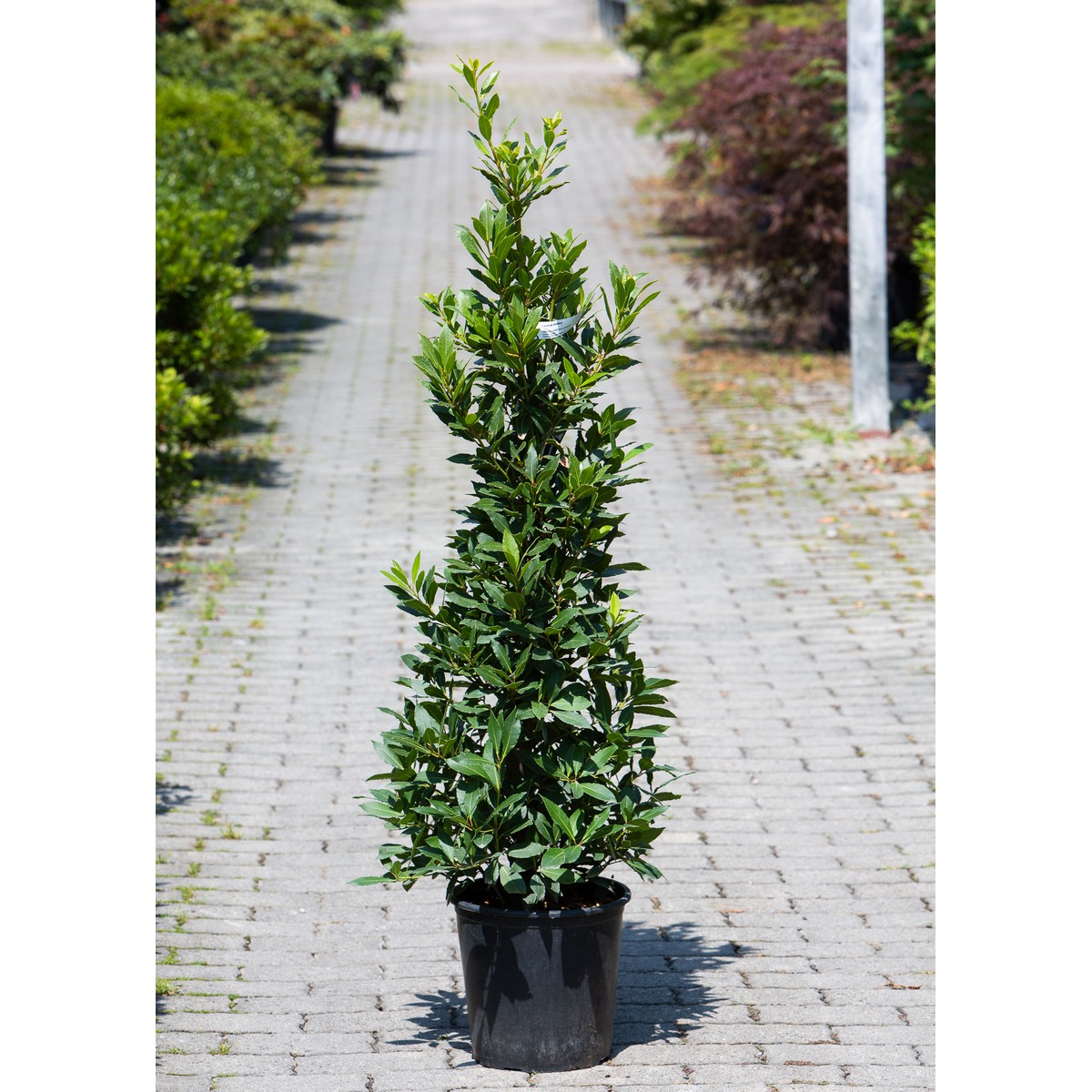 Persistants, Laurus nobilis Pot 27 h130 pyramide | Schilliger