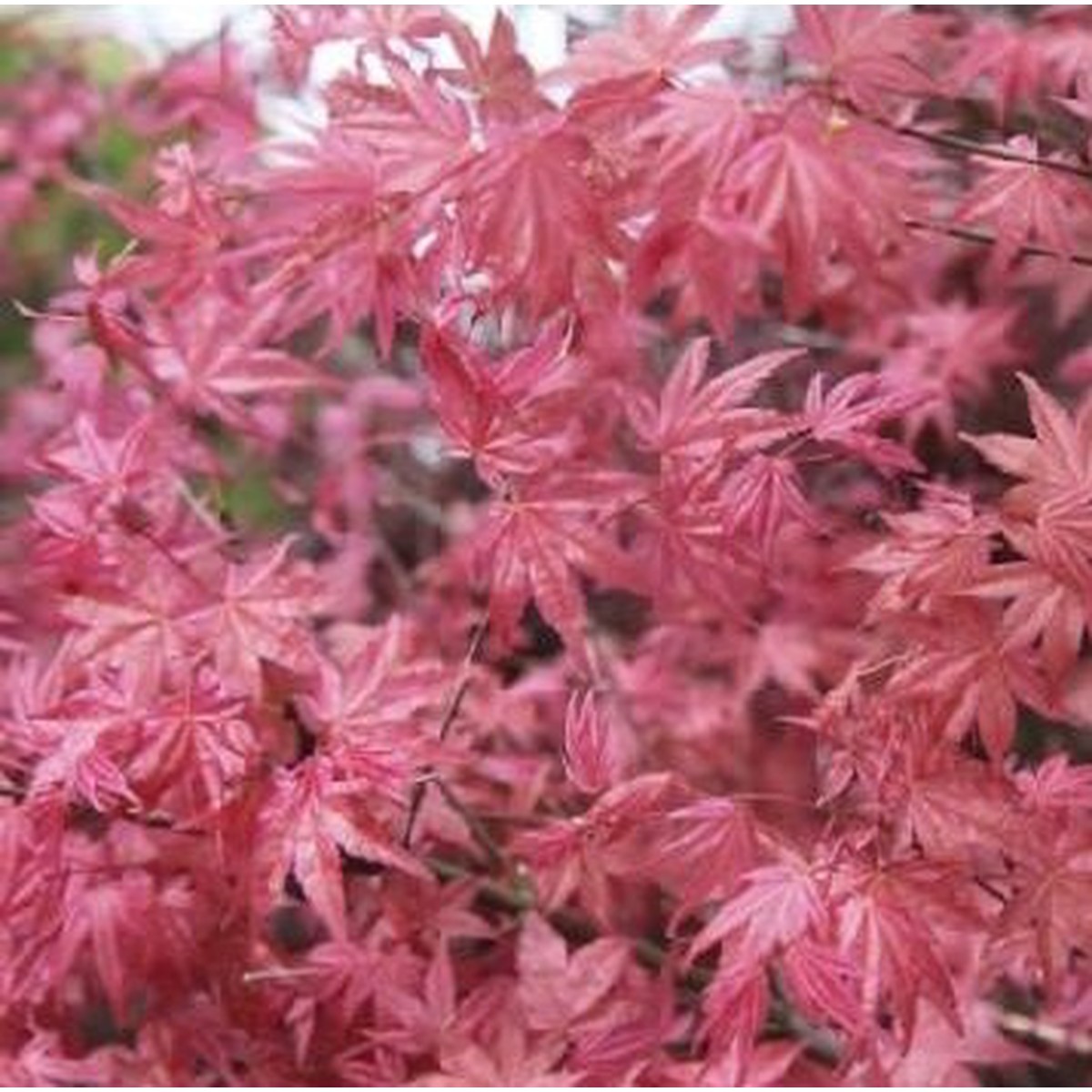 Erable du Japon, Acer palmatum 'Deshojo' C35 h125/150 | Schilliger
