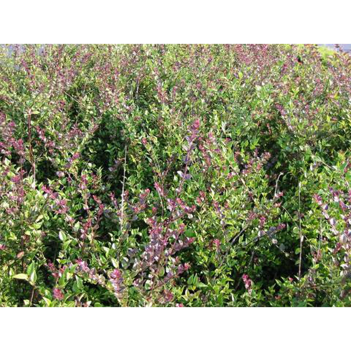 Tapissantes, Lonicera nitida 'Red Tips' C 3L | Schilliger