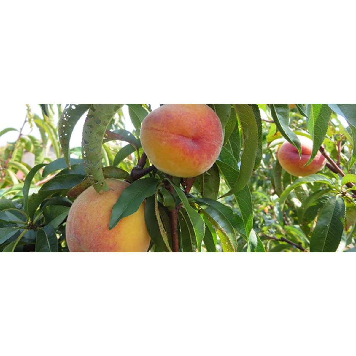 Pêchers, Production Suisse ROMEA Percoca pêche au miel de 1 an C 7.5 l ...