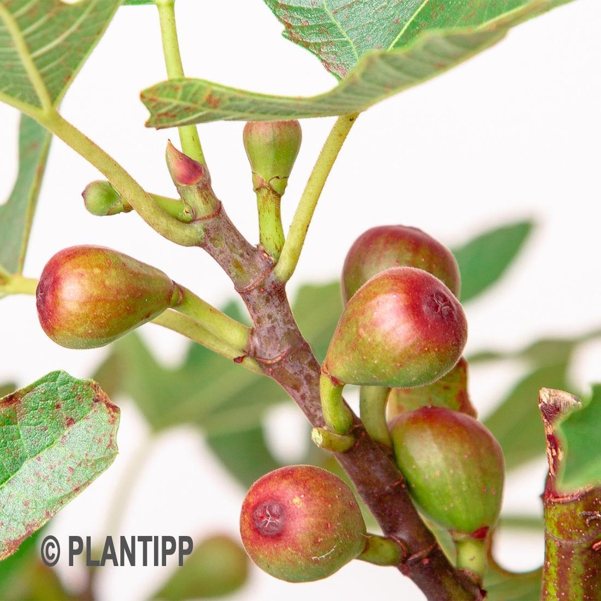 Figuiers, Ficus carica 'Little Miss Figgy' C 5L | Schilliger