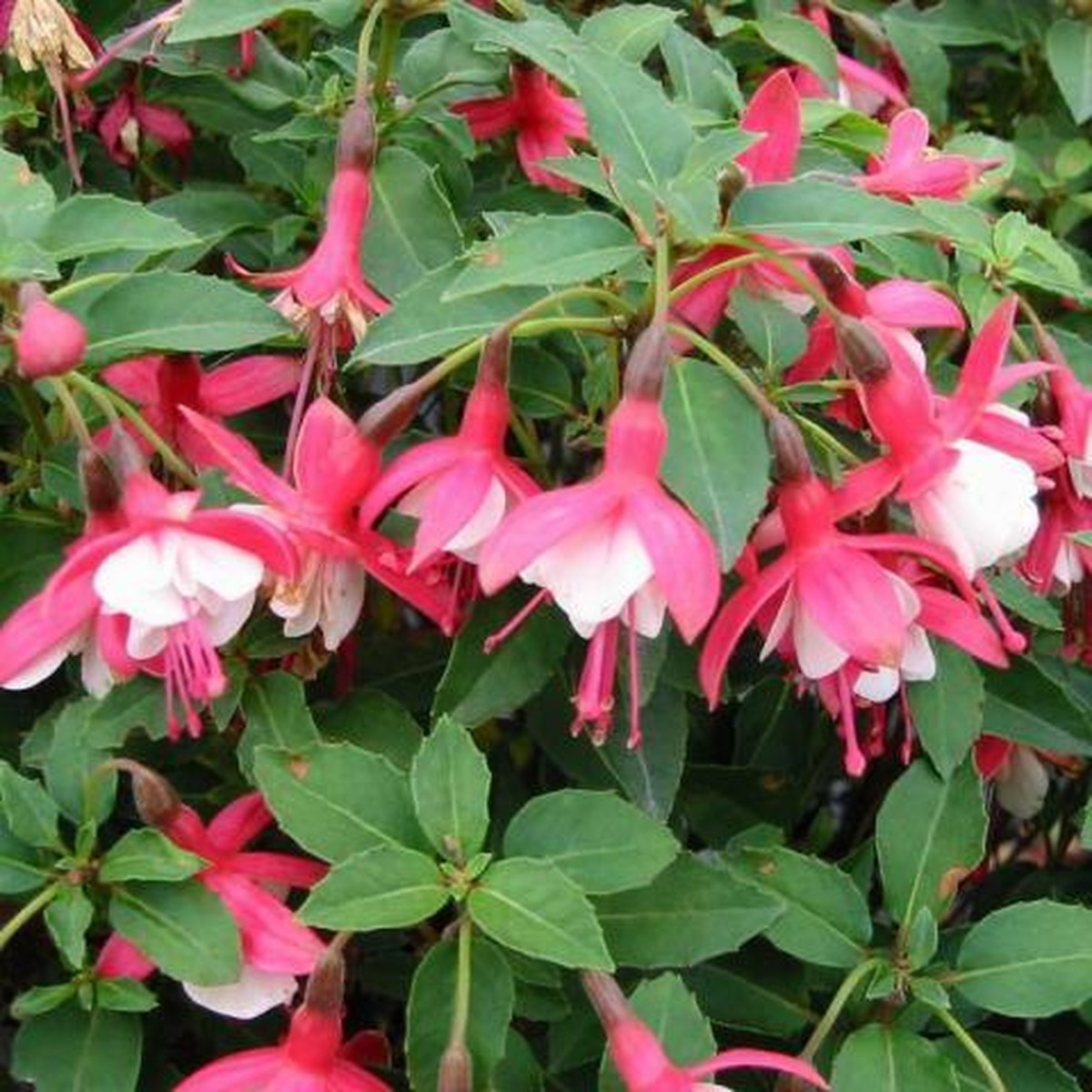Haute 90 cm et plus, Fuchsia 'Lady Thumb' C 3L | Schilliger