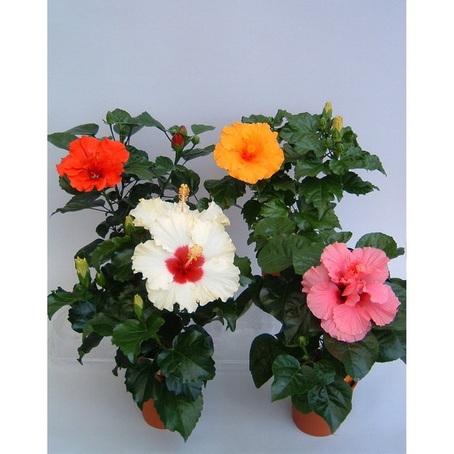 Sélection, Hibiscus rosa-sinensis Pot 13 cm | Schilliger