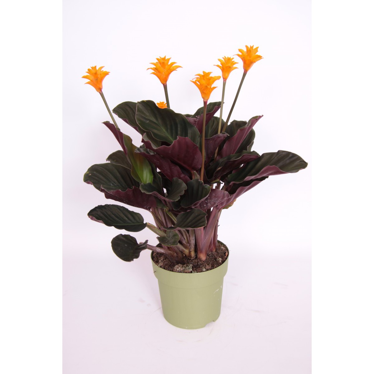Sélection, Calathea crocata Pot de 14 cm h55 | Schilliger