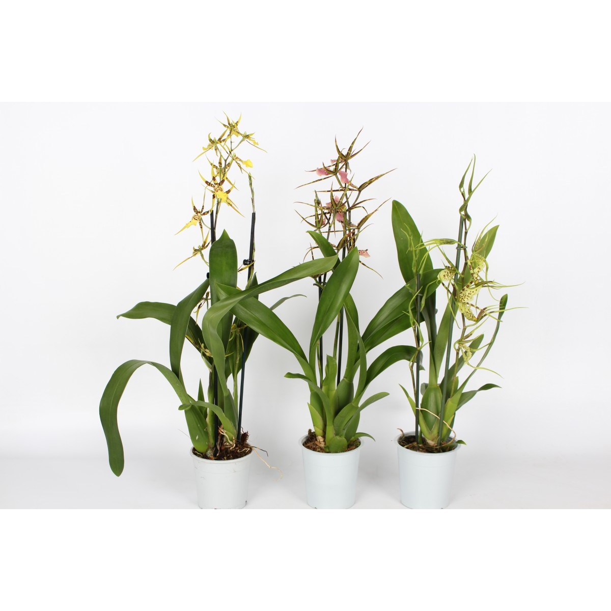 Divers, Brassia Pot de 12 cm h55, 2 branches | Schilliger