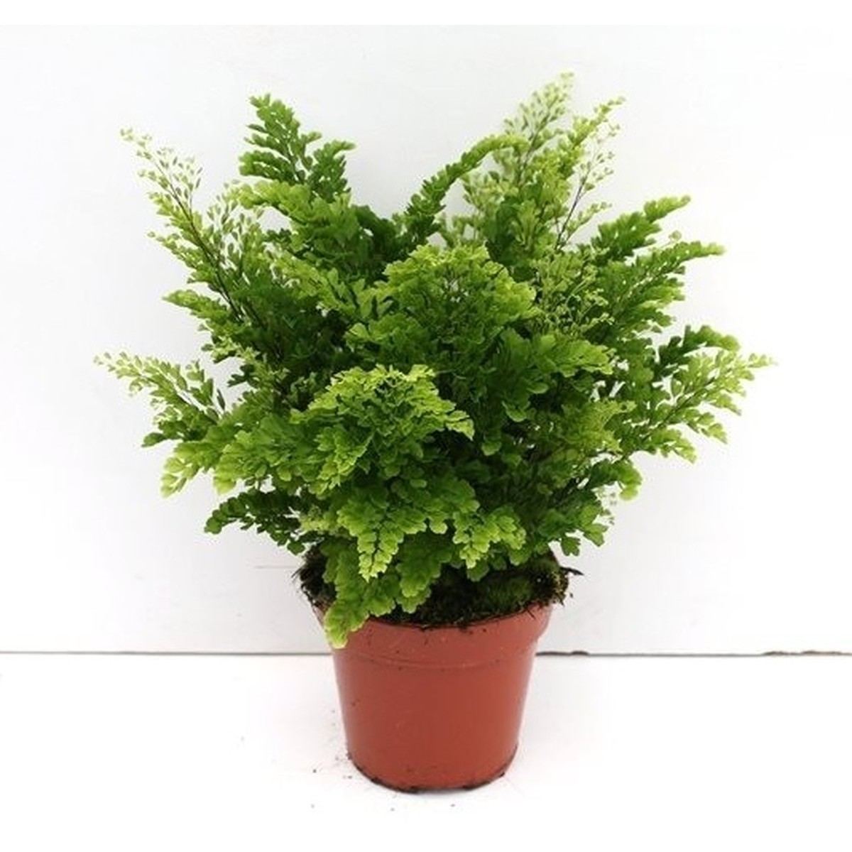 Sélection, Adiantum 'Lisa' Pot 12 cm | Schilliger