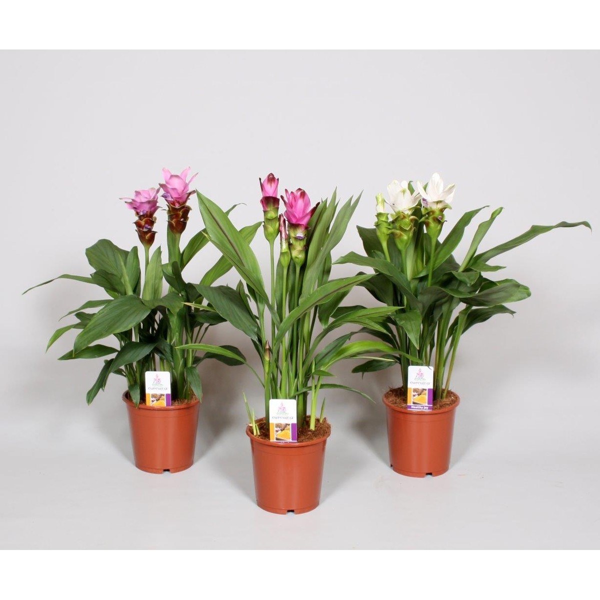 Sélection, Curcuma Pot 15 cm h60 | Schilliger