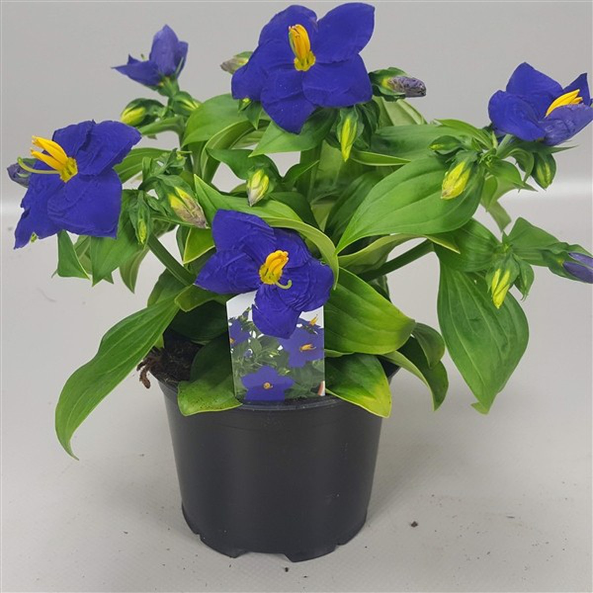 Fleuries, Exacum 'Purple Kandy' Pot de 12 cm | Schilliger