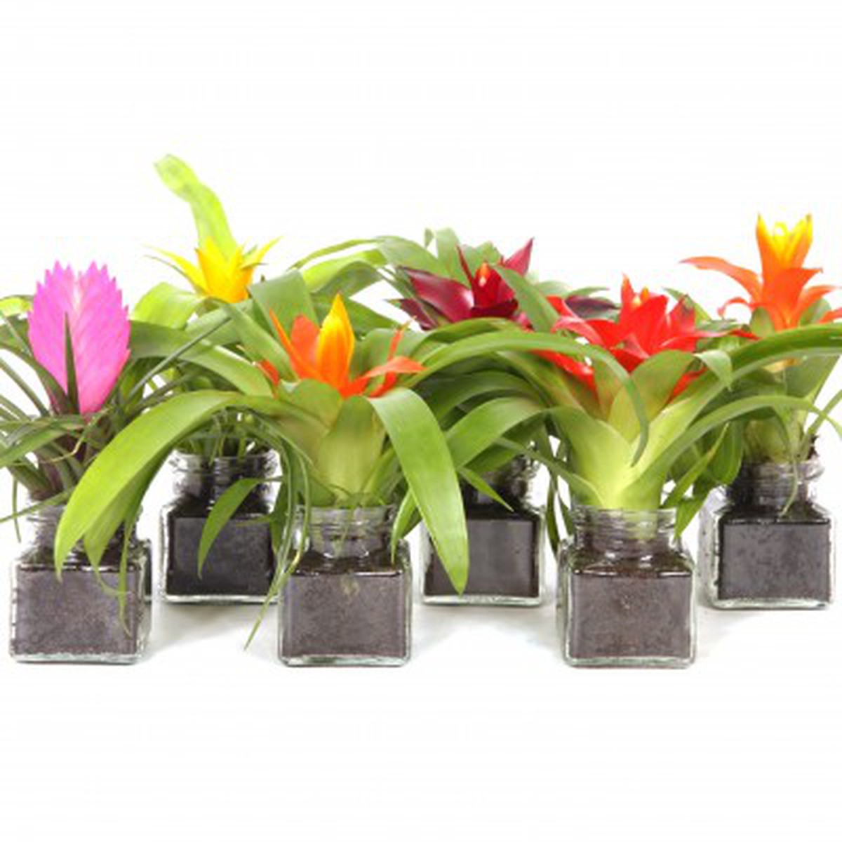 Sélection, Bromelia 'Finca' Pot verre 7 cm h25 | Schilliger