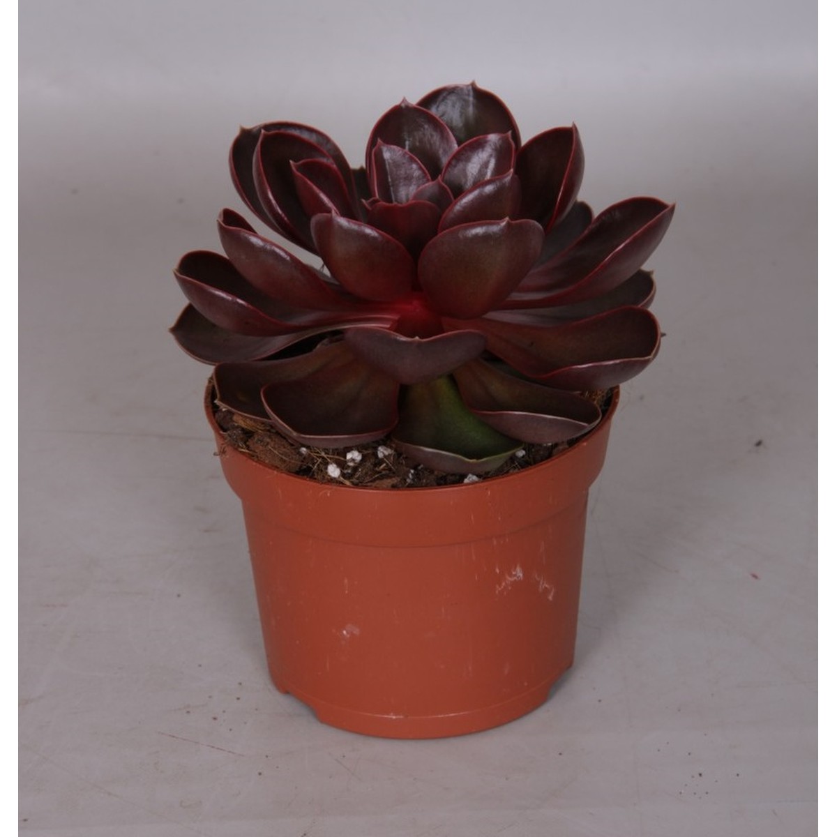 Sélection, Echeveria 'Red Ruby' Pot 9 cm | Schilliger
