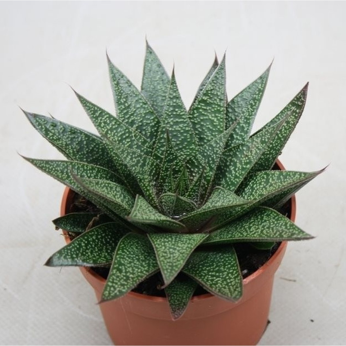 Cactées, Gasteria flow Pot 17 cm | Schilliger