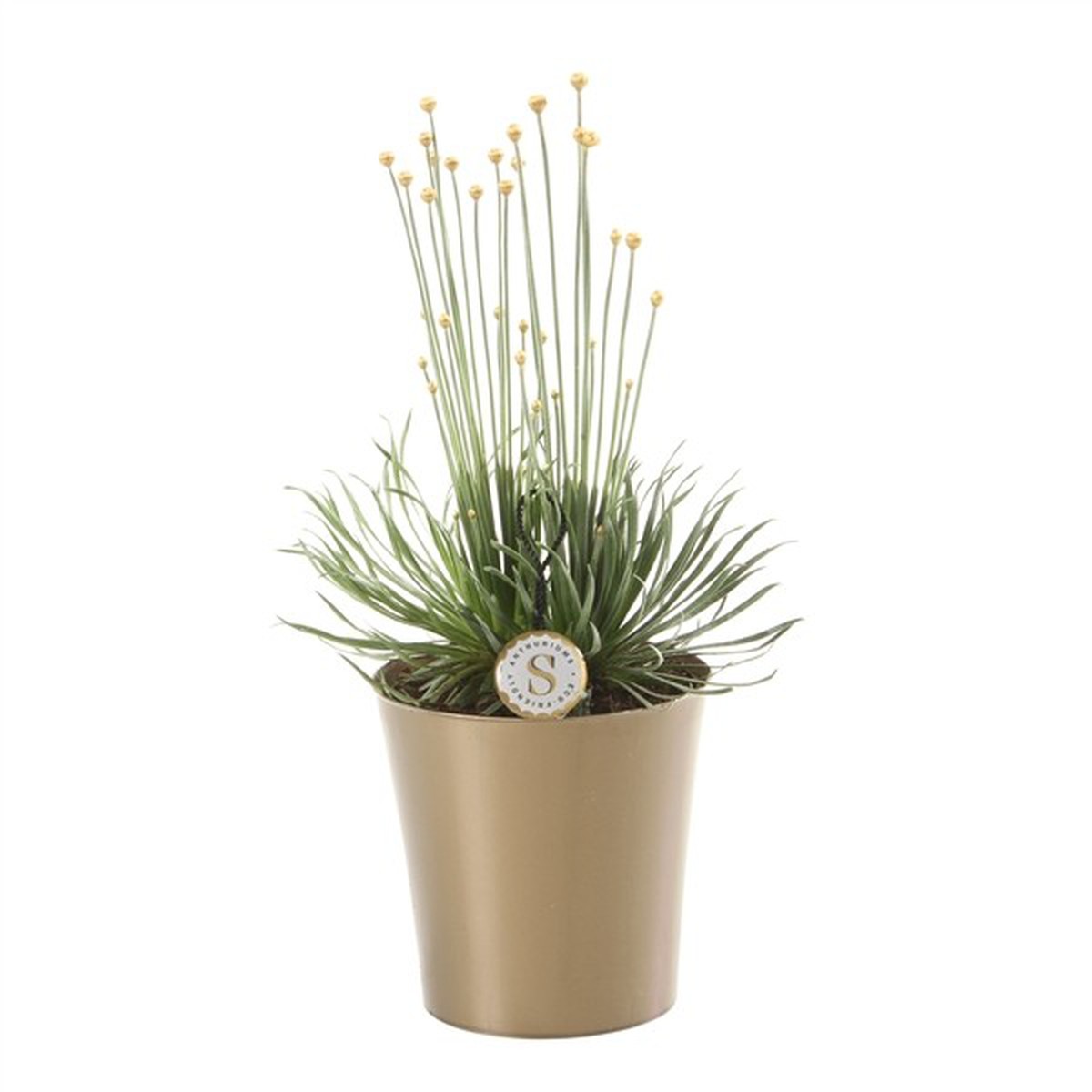 Sélection, Syngonanthus 'Mikado' Cache-pot 9 cm h25 | Schilliger