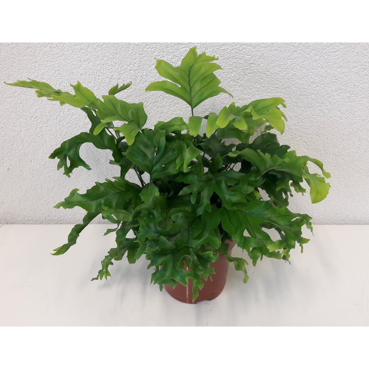 Sélection, Phlebosia 'Nicolas Diamond' Pot de 12 cm h30 | Schilliger