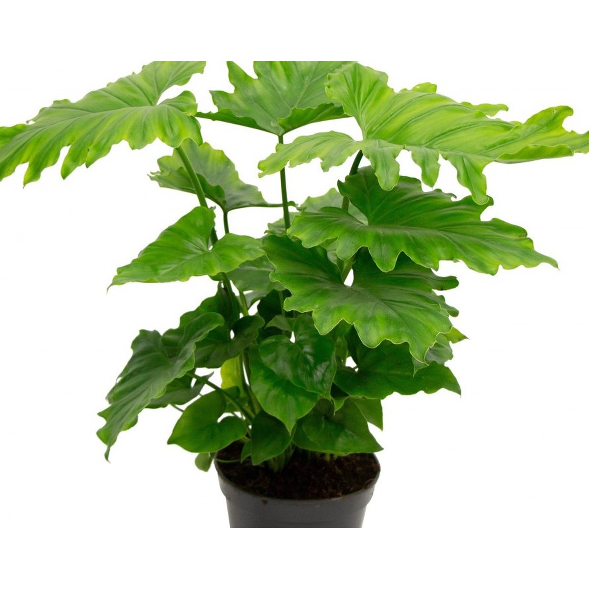 Sélection, Philodendron 'Karma Shangri lah' Pot 17 cm h60 | Schilliger