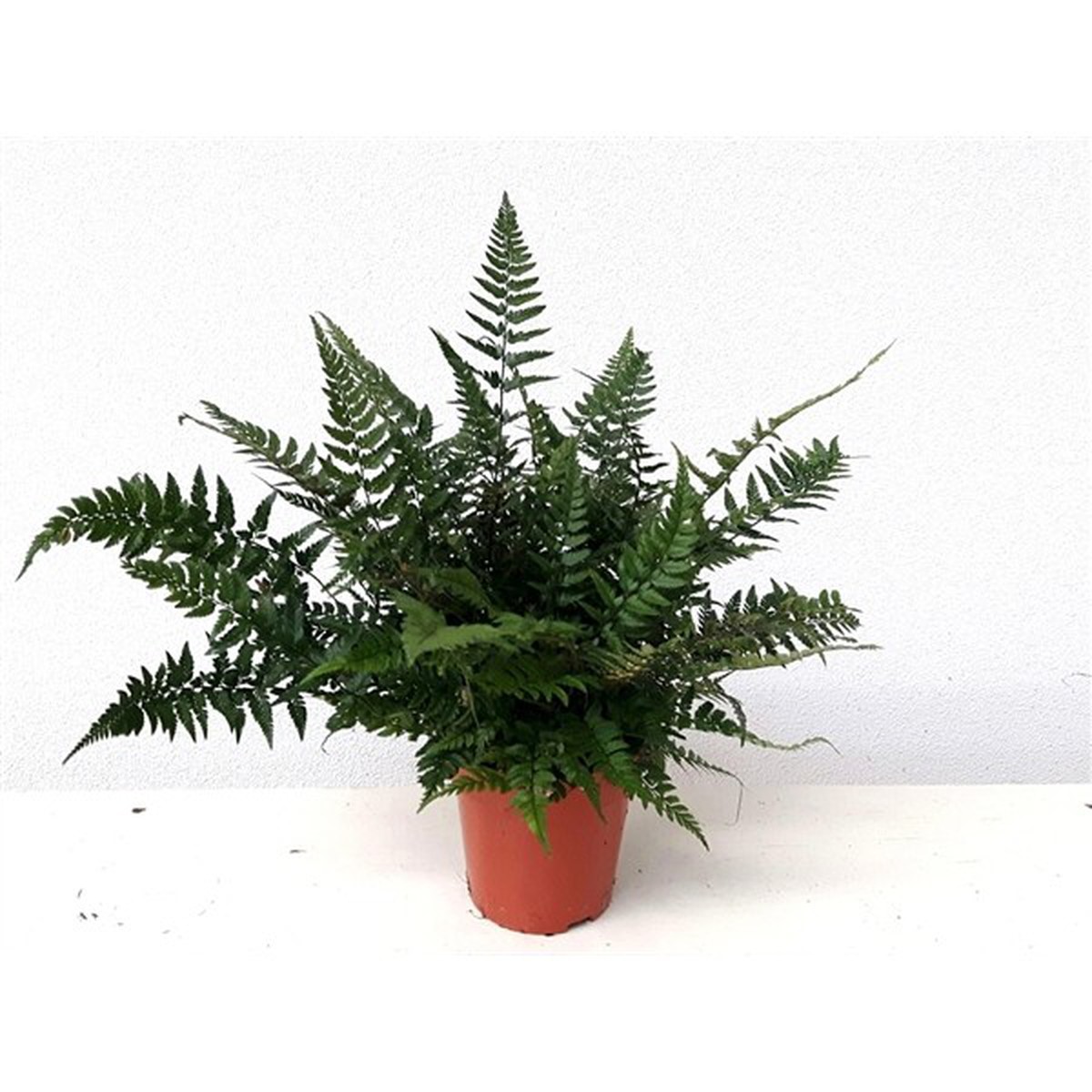 Vertes, Athyrium spicatum Pot 12 cm H 35 | Schilliger