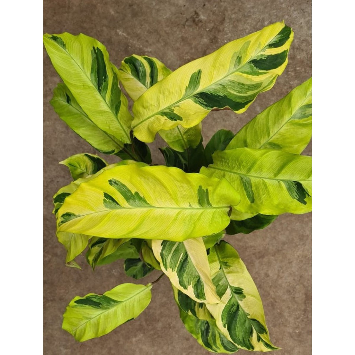 Sélection, Calathea 'Yellow Fusion' Pot 17 cm h50 | Schilliger