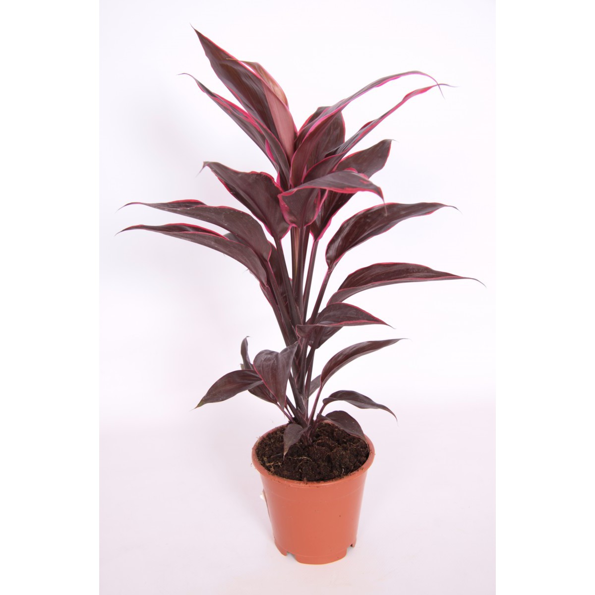 Sélection, Cordyline 'Mambo' Pot 12 cm h40 | Schilliger