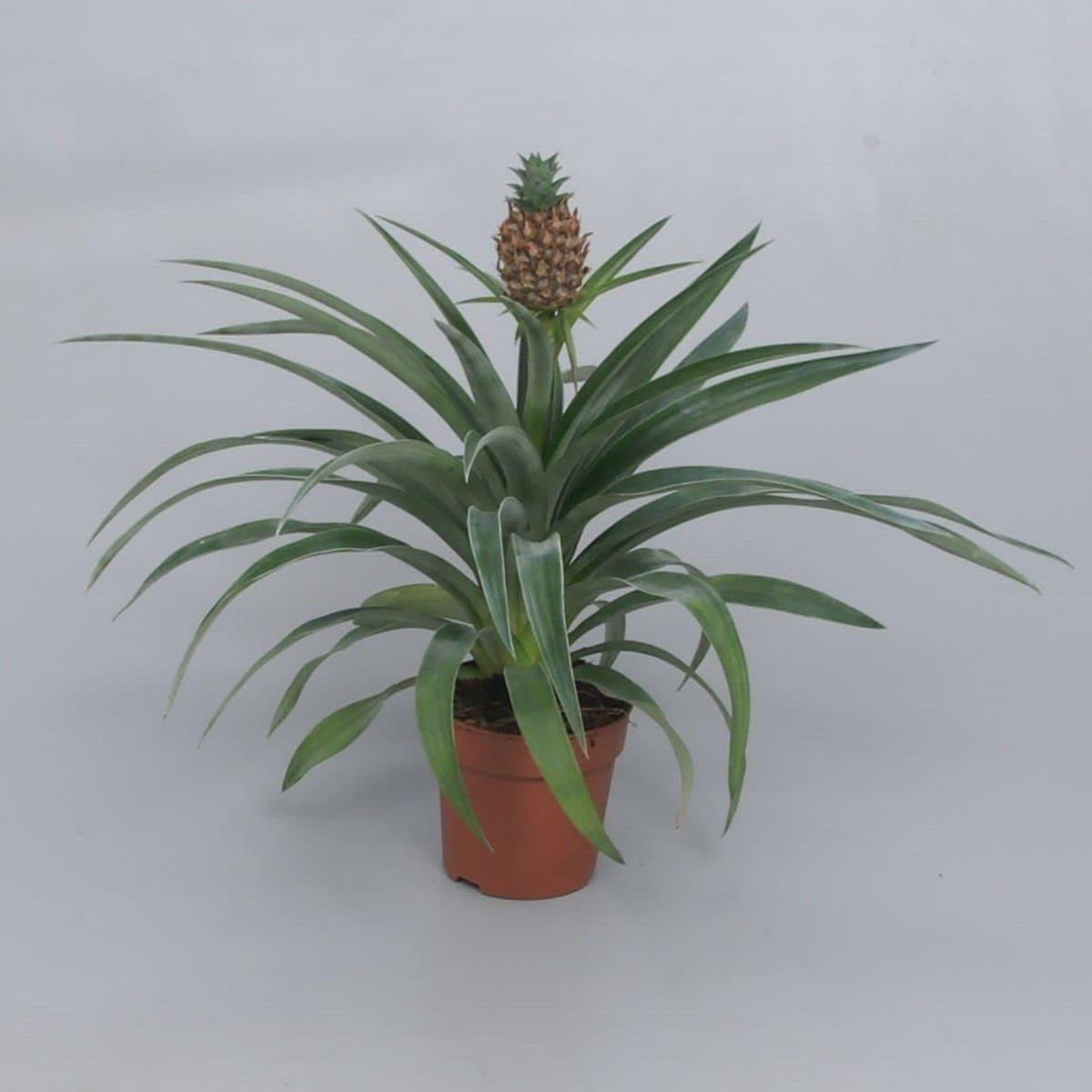 Sélection, Ananas 'Mi Amigo' Pot 9 cm h25 | Schilliger
