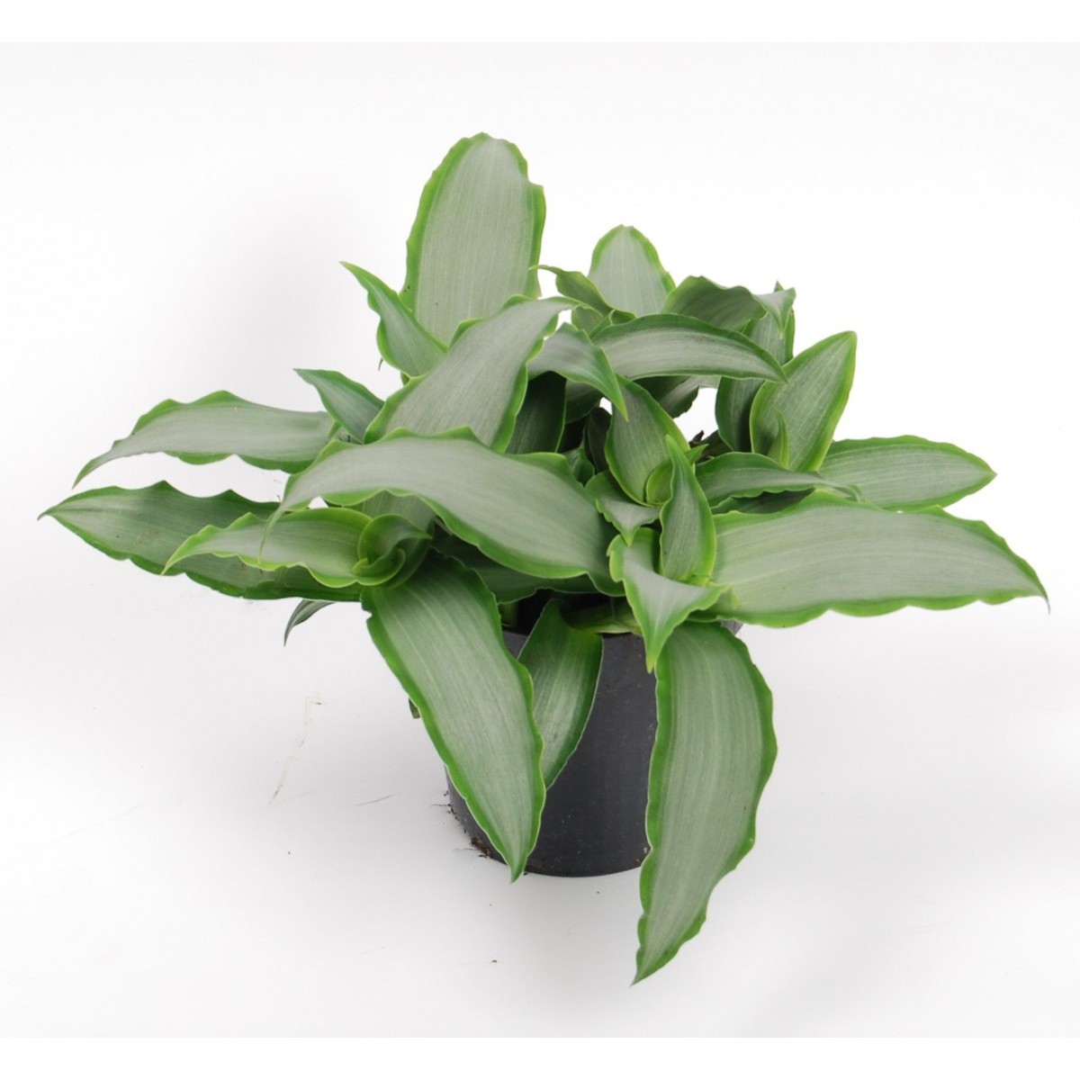 Sélection, Murdania 'Bright Star' Pot de 12 cm h20 | Schilliger