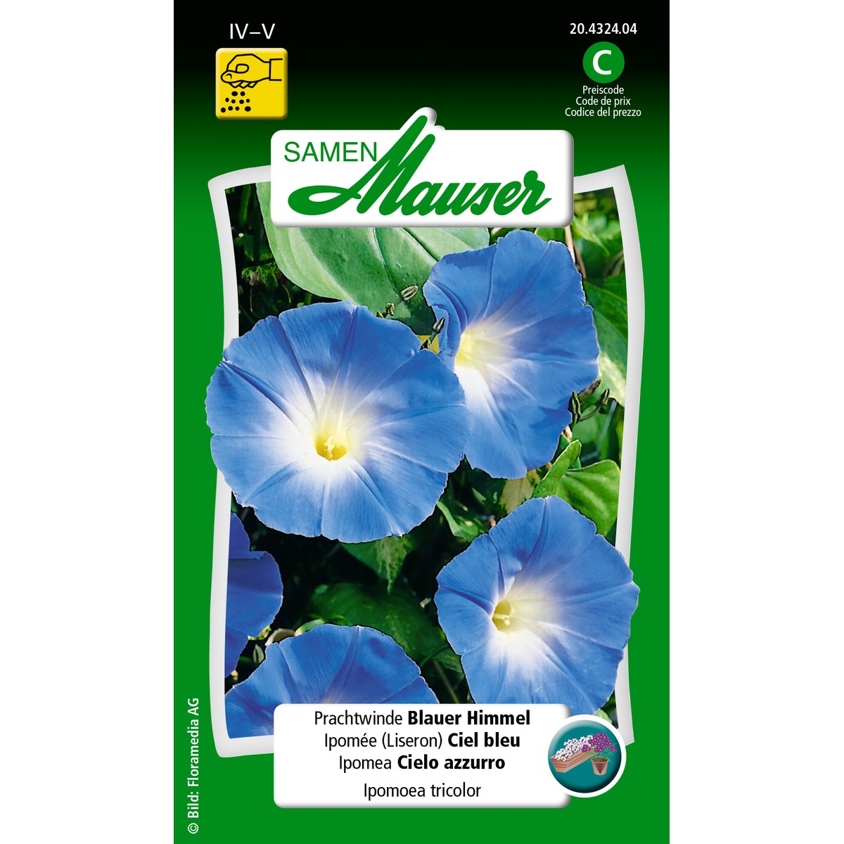 Plantes à massif, Ipomée (Liseron) Ciel bleu | Schilliger