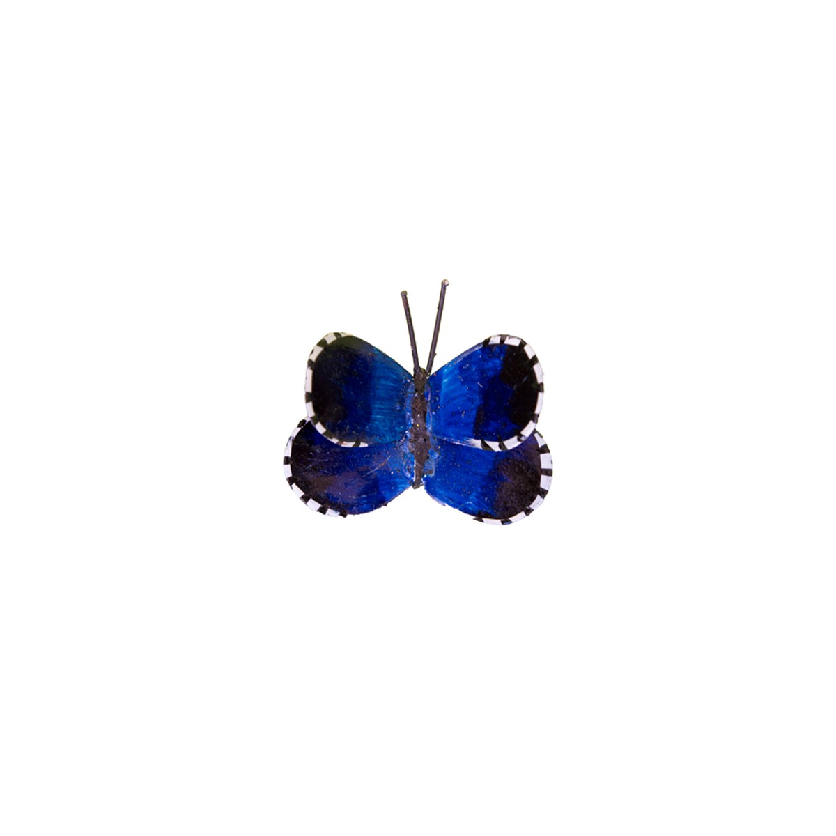 Autres animaux, Schilliger Sélection Papillon Bleu 6x6cm | Schilliger