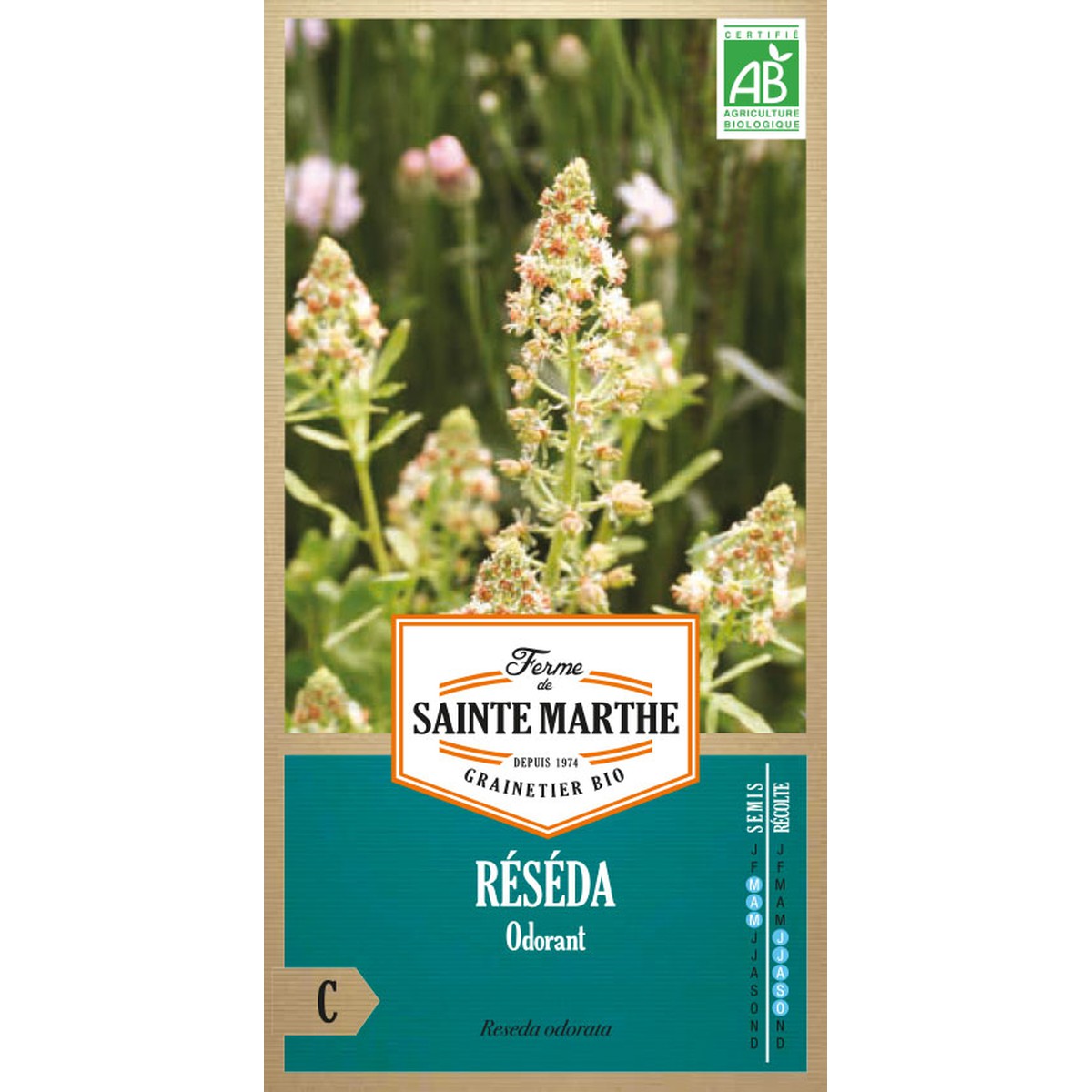 Plante à massif, Ferme de Sainte Marthe Réséda Odorant Environ 700 ...