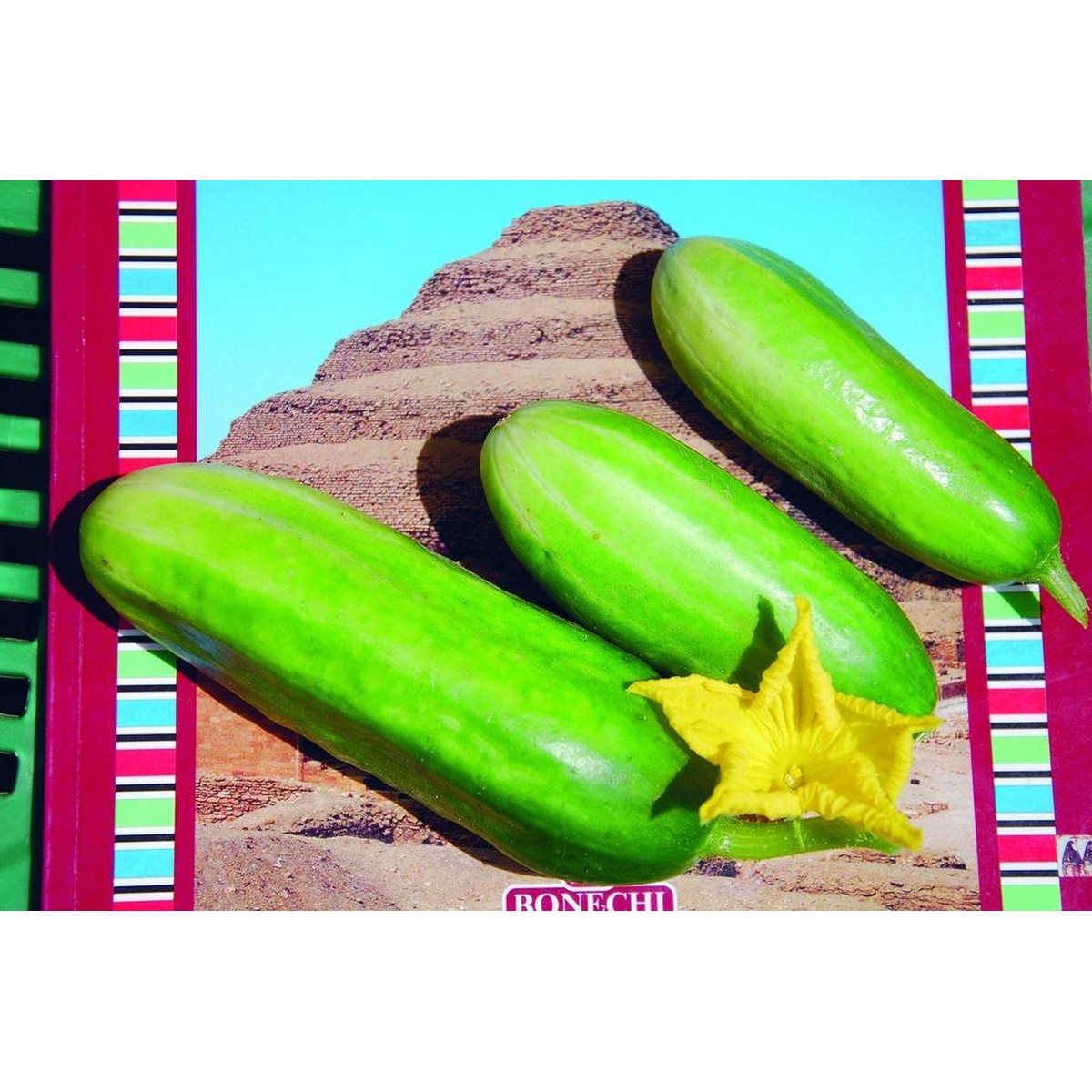 Cucurbitacée, Concombres Cocktail de Cléopâtre | Schilliger