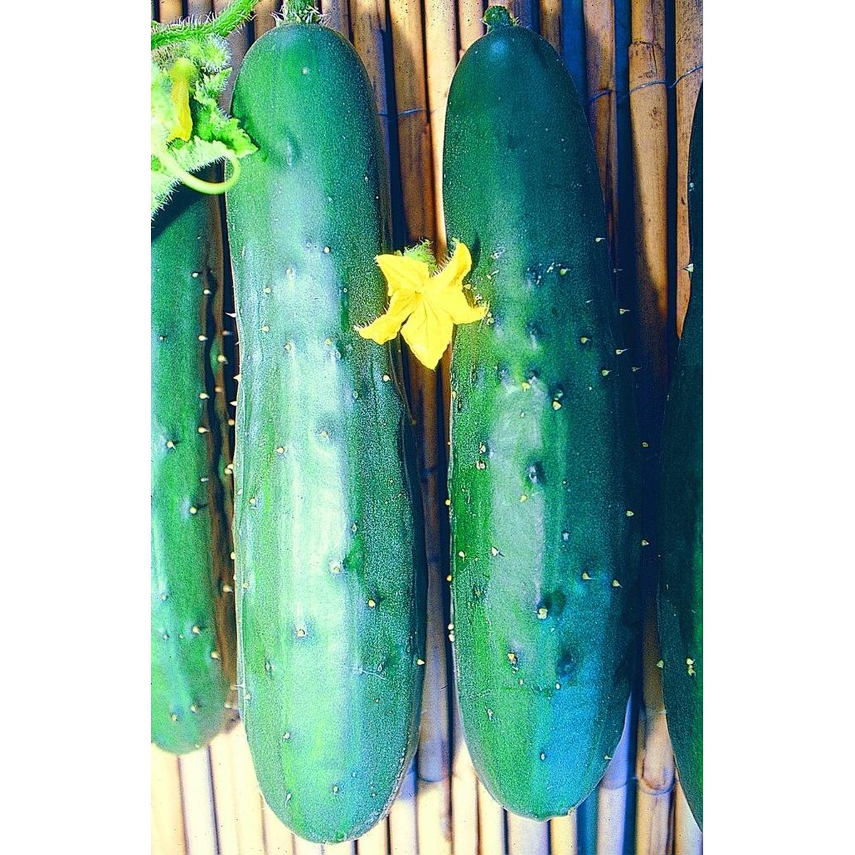 Cucurbitacée, Concombres Nostrano | Schilliger