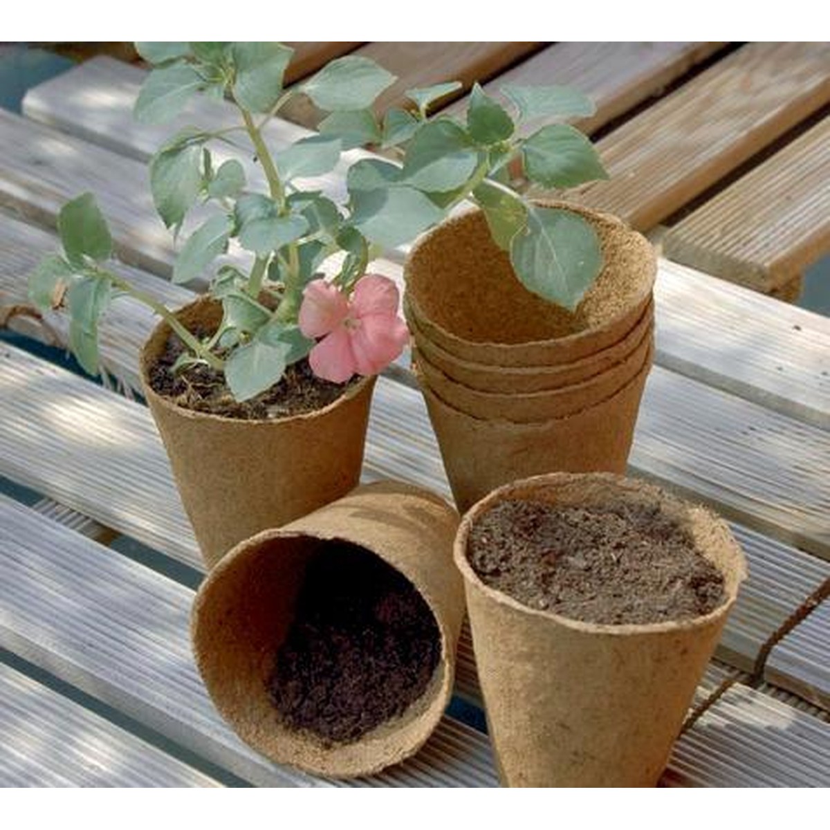 Pots, GROWING POT 24 Ø 6cm | Schilliger